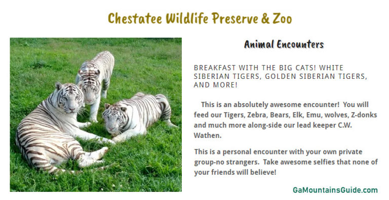 🦥Zoo & Animal Encounters in the North Georgia Mountains🐒