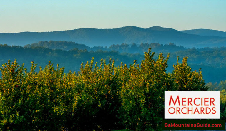 Apple Picking at Georgia U-Pick Farms | Ga Mountains Guide