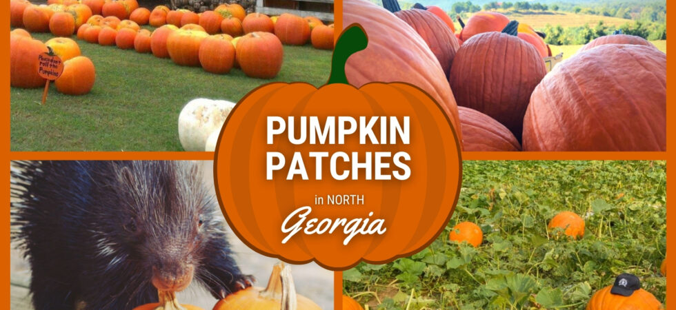 Unique fun in North Georgia's mountains | Ga Mountains Guide