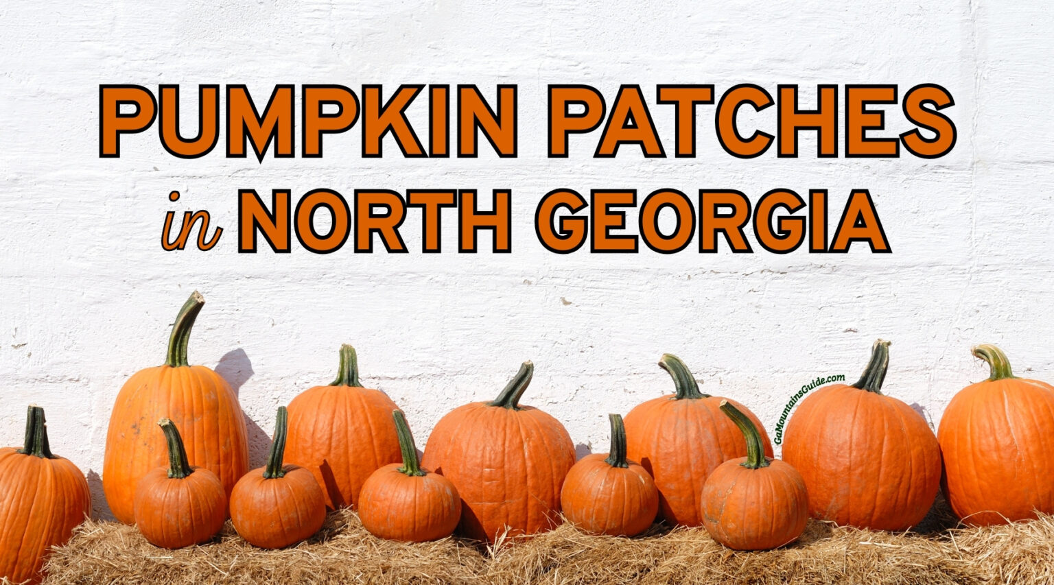 Pumpkin-Patches-in-North-Georgia | Ga Mountains Guide