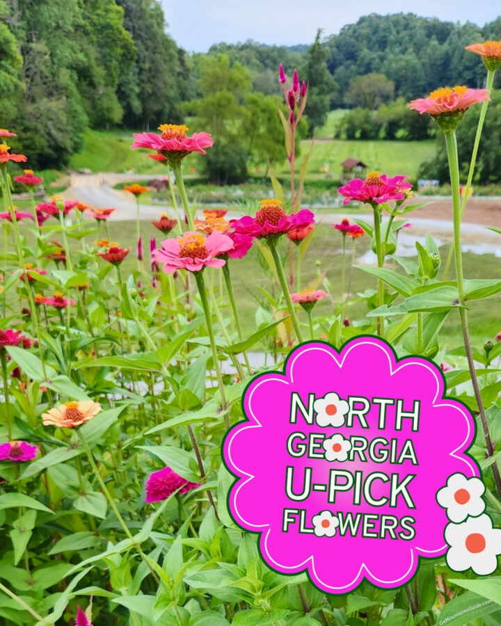 🌸 U-Pick Flowers in North Georgia 🌻 Scenic Farms to Visit