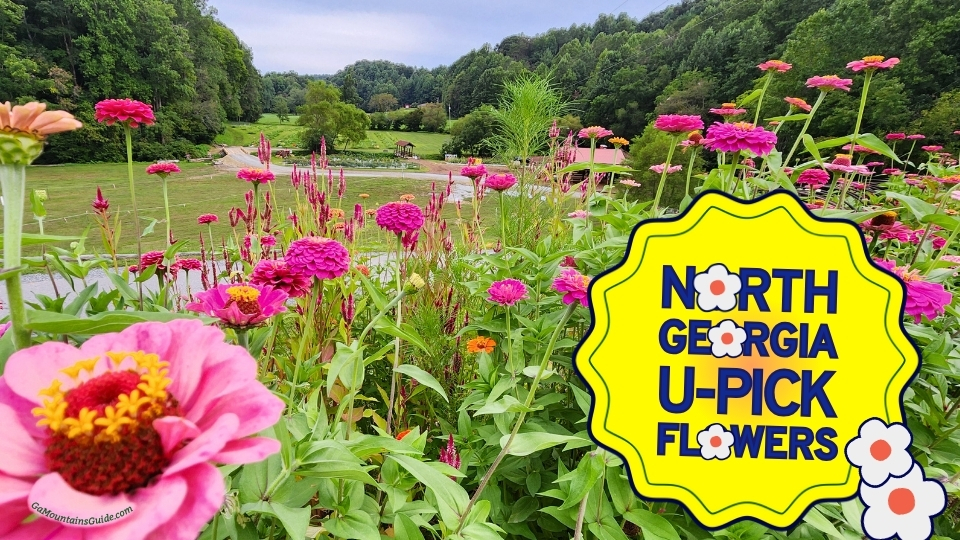 🌸 U-Pick Flowers in North Georgia 🌻 Scenic Farms to Visit